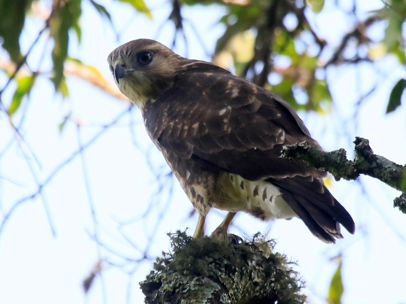 Mountain Buzzard - eBird
