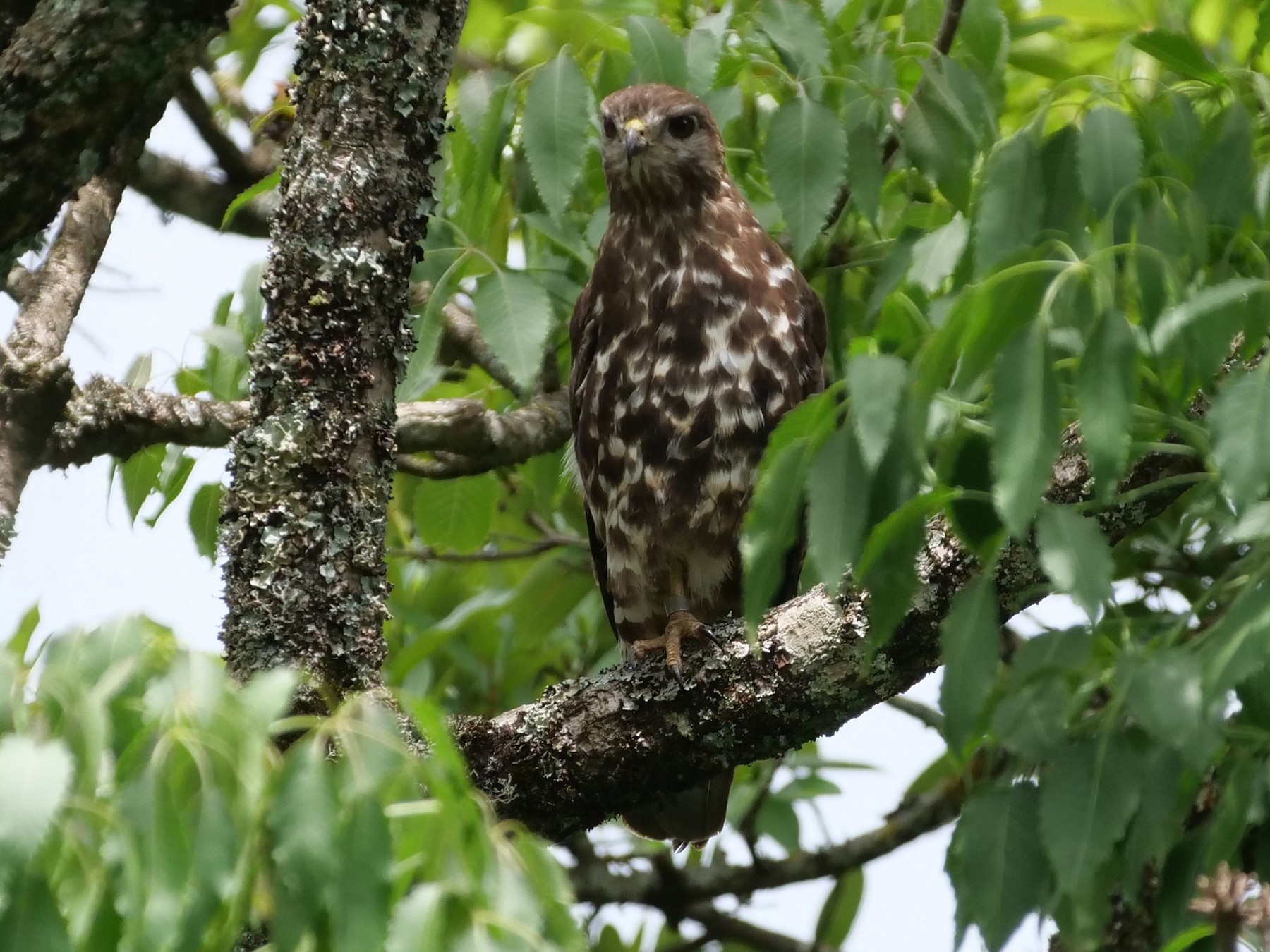 Mountain Buzzard - eBird