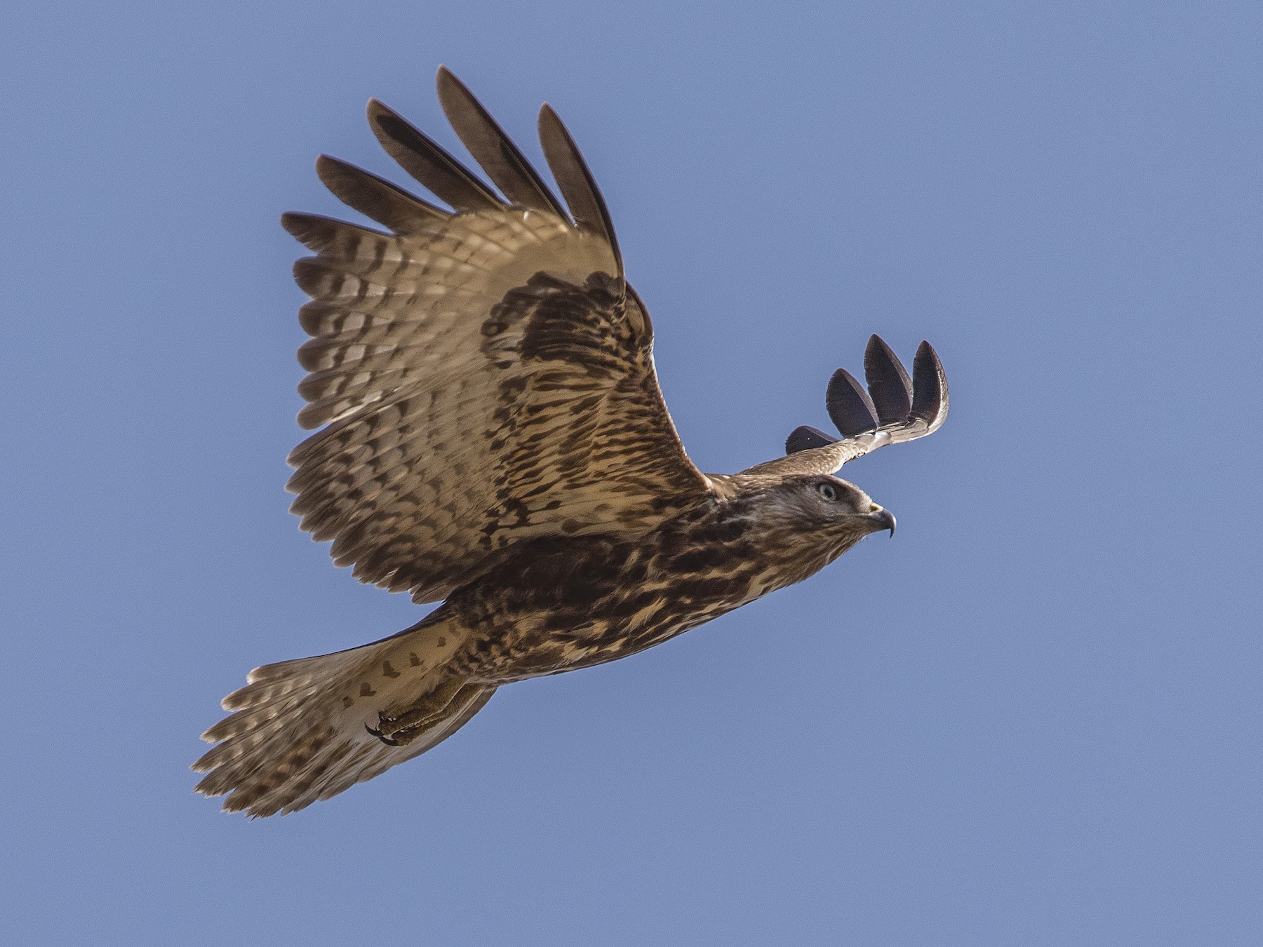 Mountain Buzzard - eBird