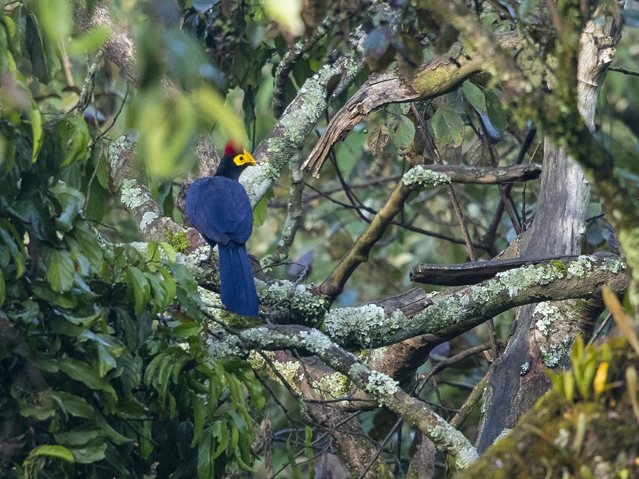 Ross's Turaco - eBird