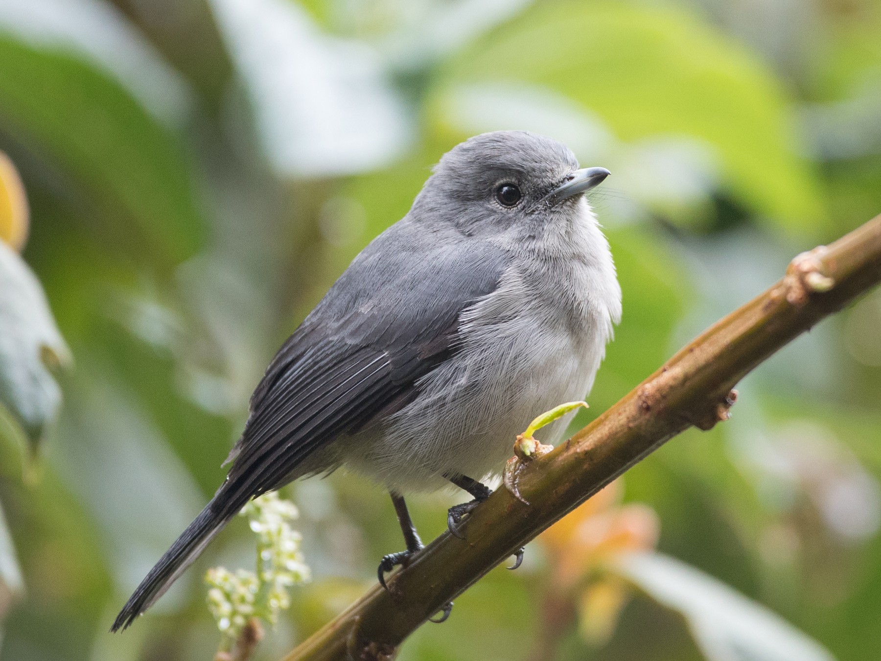 White-eyed Slaty-Flycatcher - eBird