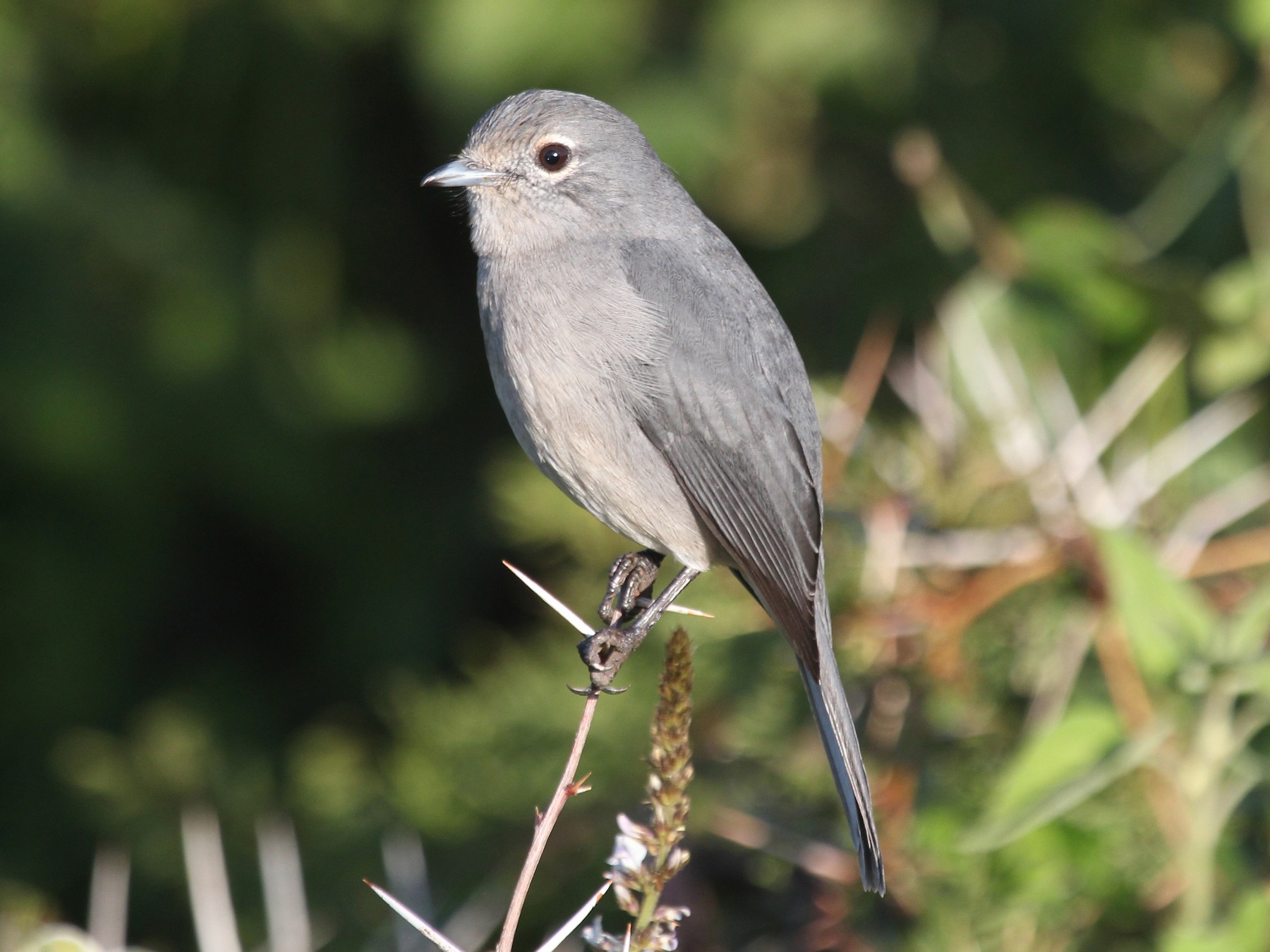 White-eyed Slaty-Flycatcher - eBird