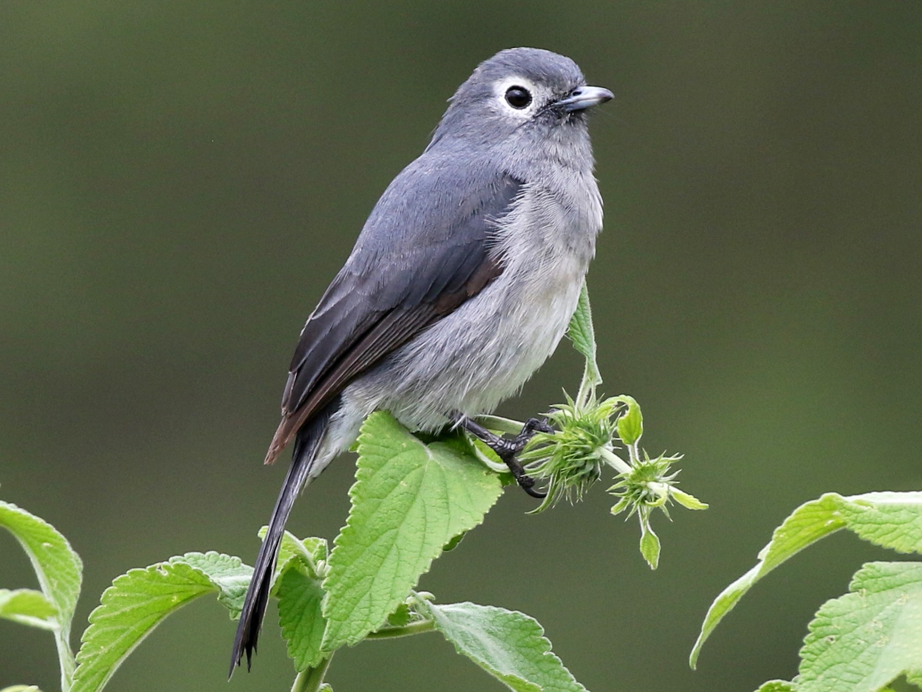 White-eyed Slaty-Flycatcher - eBird