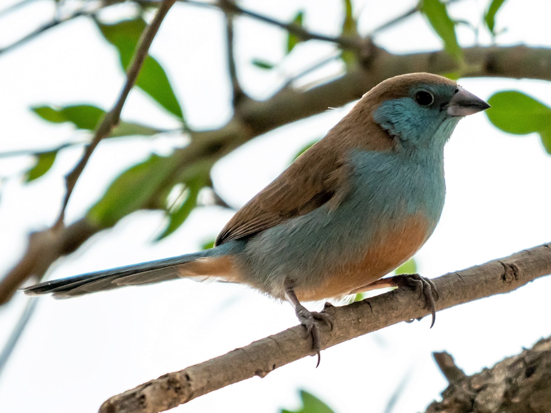 Red-cheeked Cordonbleu - eBird