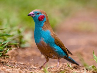 Red-cheeked cordon-bleu or red-cheeked cordonbleu is a small passerine ...