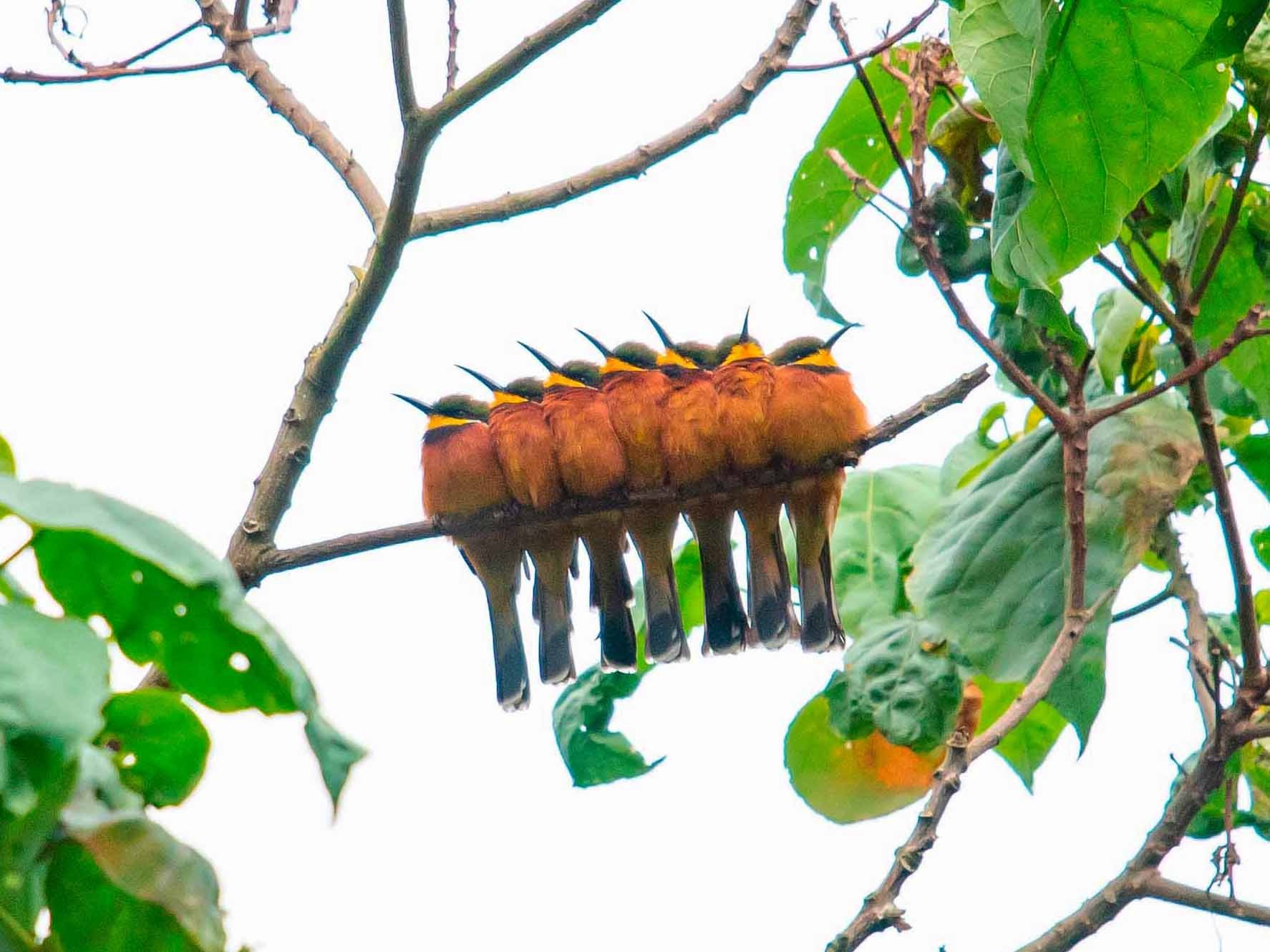Cinnamon-chested Bee-eater - eBird