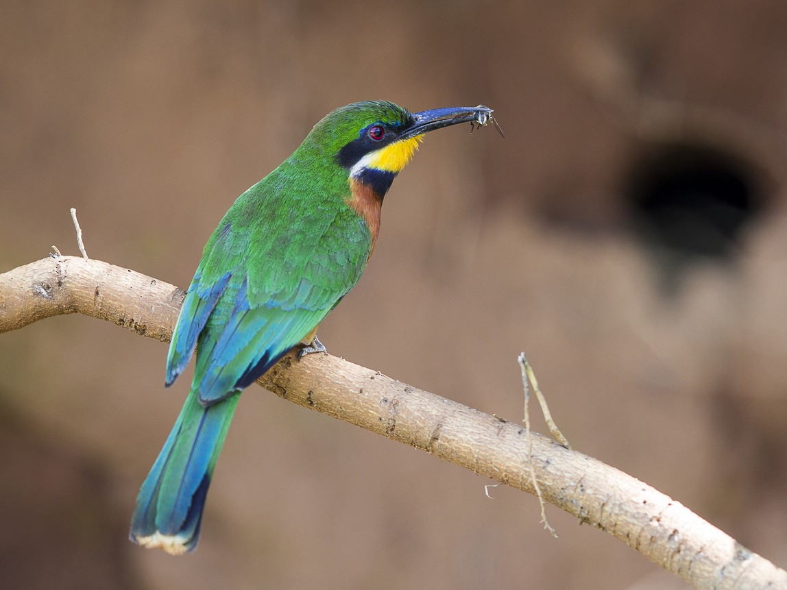 Cinnamon-chested Bee-eater - eBird