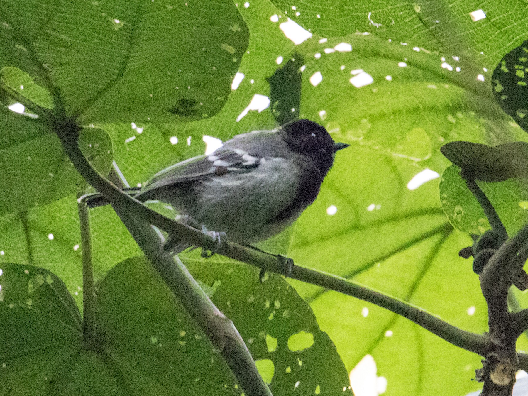 Stripe-breasted Tit - eBird