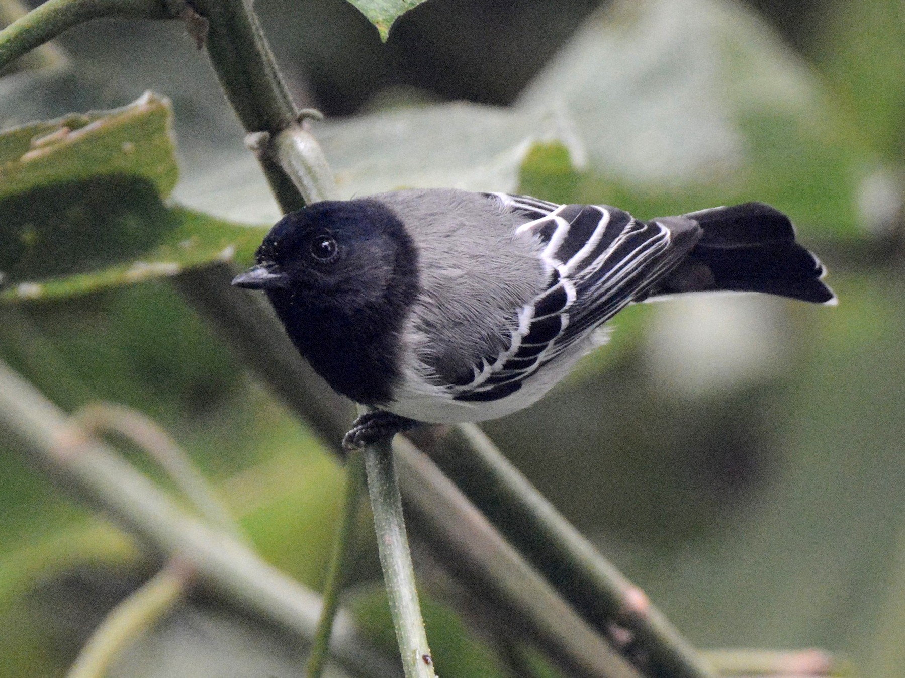 Stripe-breasted Tit - eBird