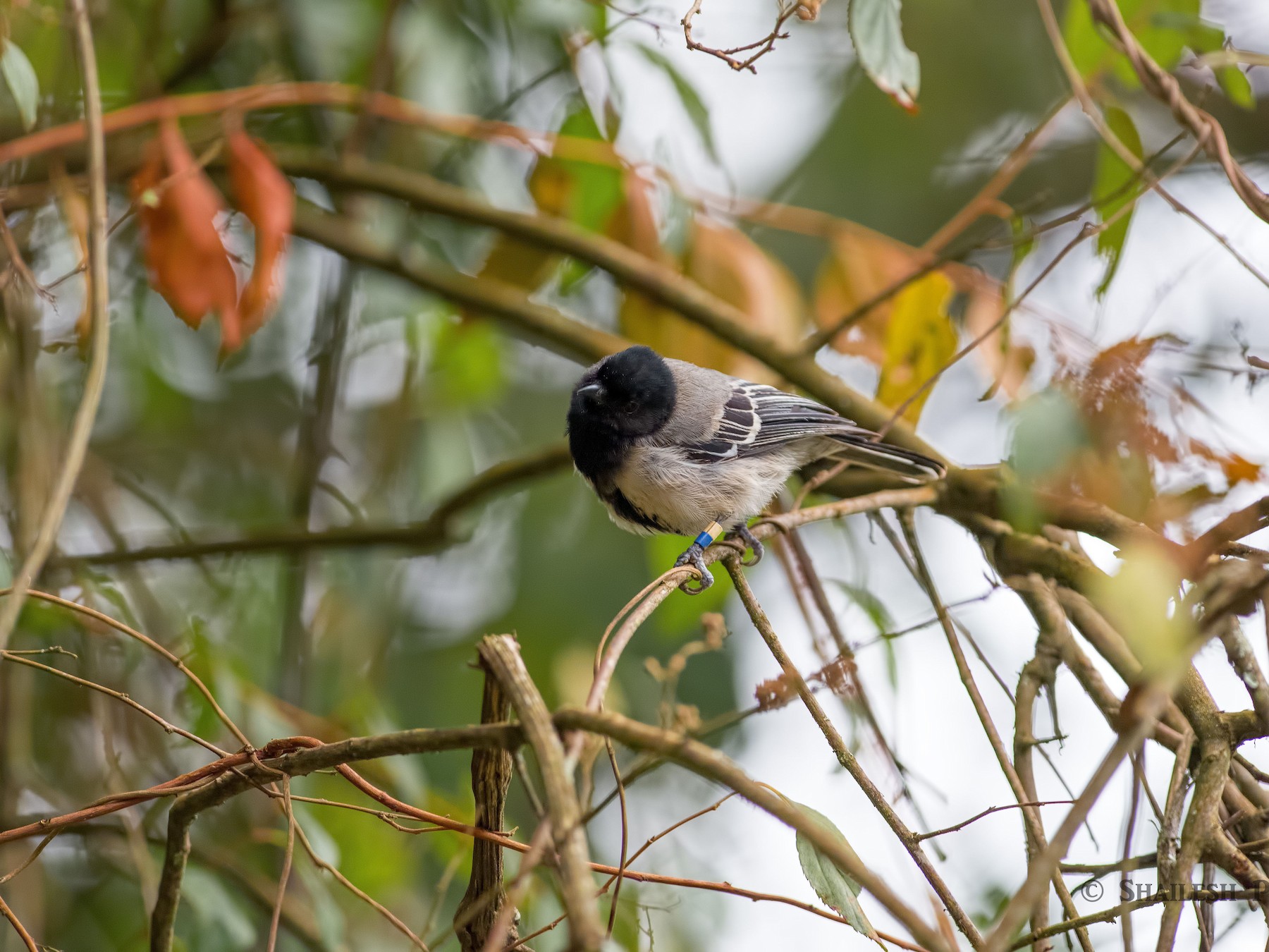 Stripe-breasted Tit - eBird