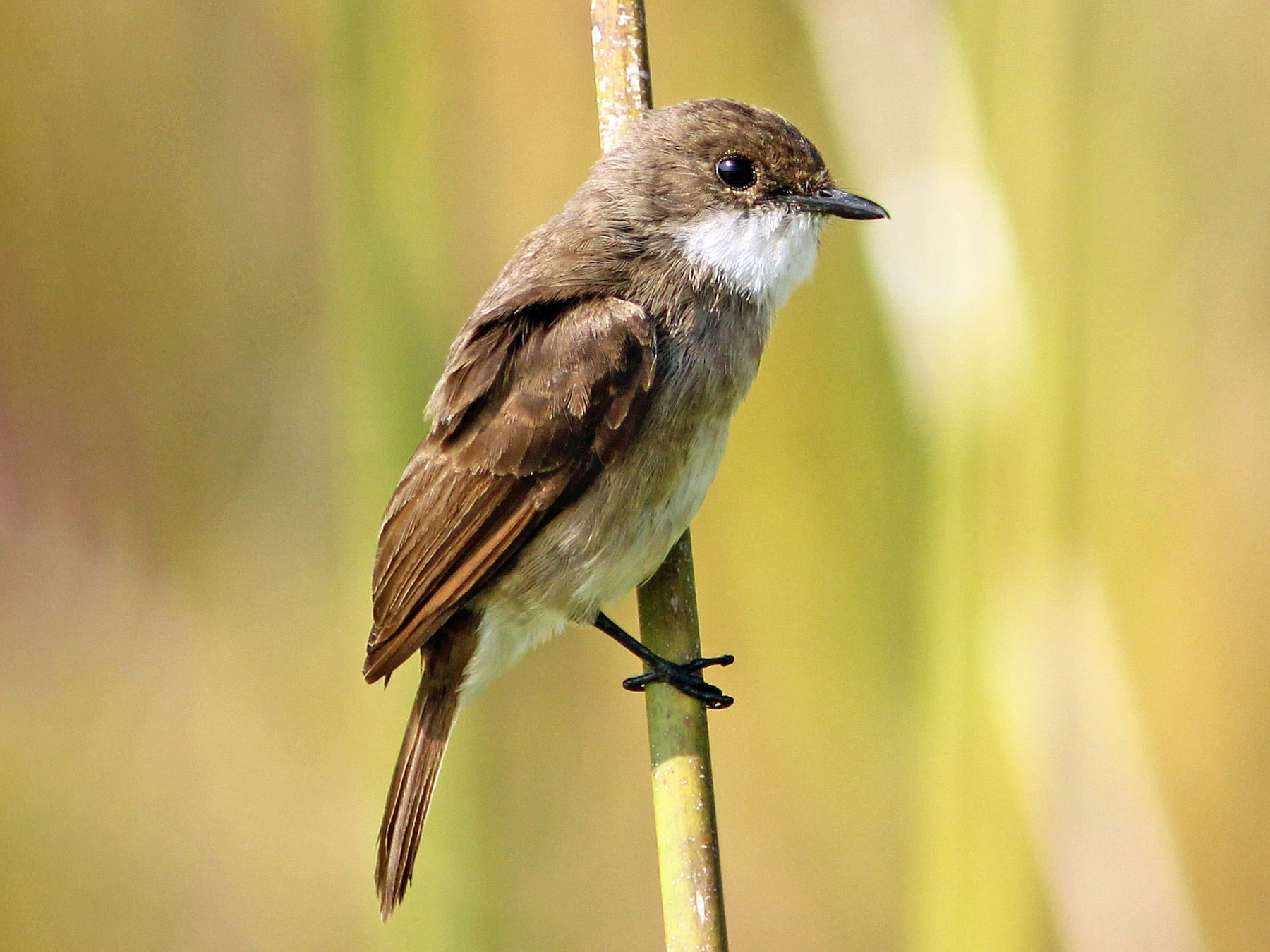 Swamp Flycatcher - eBird