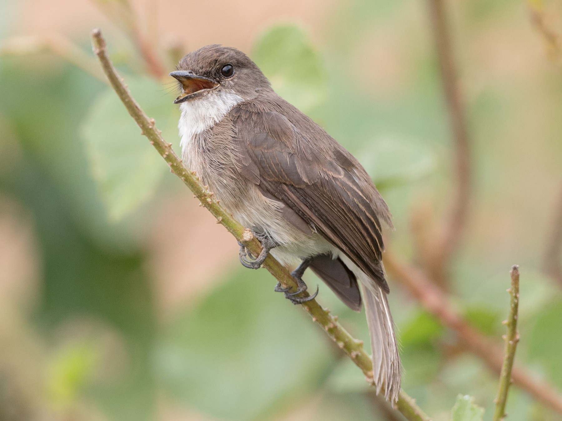Swamp Flycatcher - eBird