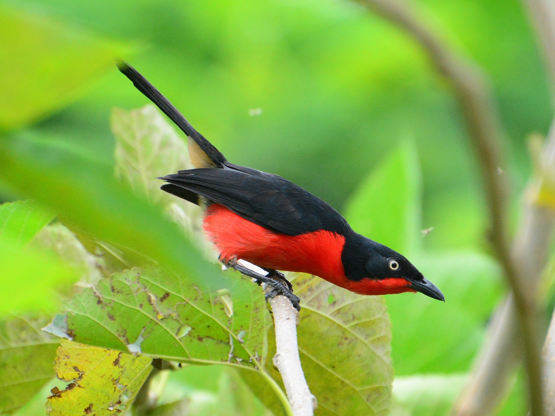 Black-headed Gonolek - eBird