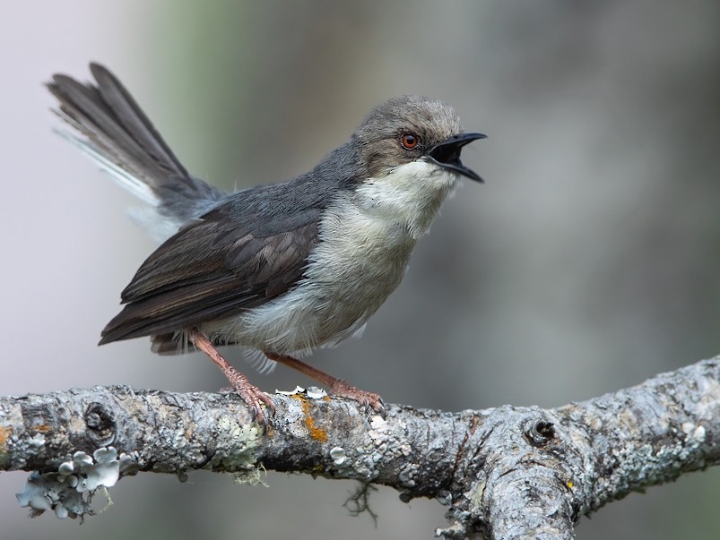 Gray Apalis - eBird