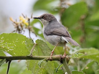 Gray Apalis - eBird
