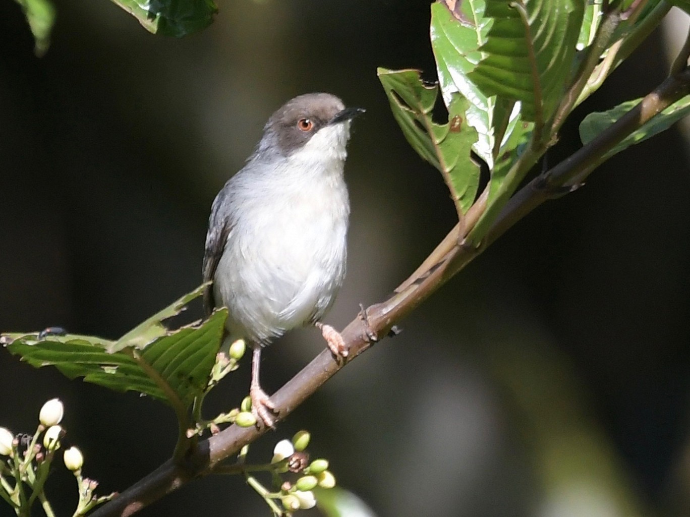 Gray Apalis - eBird