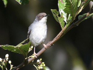 Gray Apalis - eBird