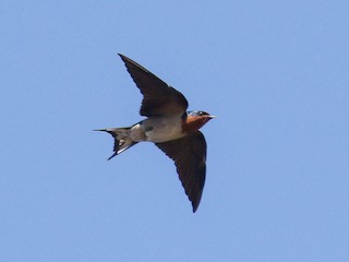 Angola Swallow - eBird