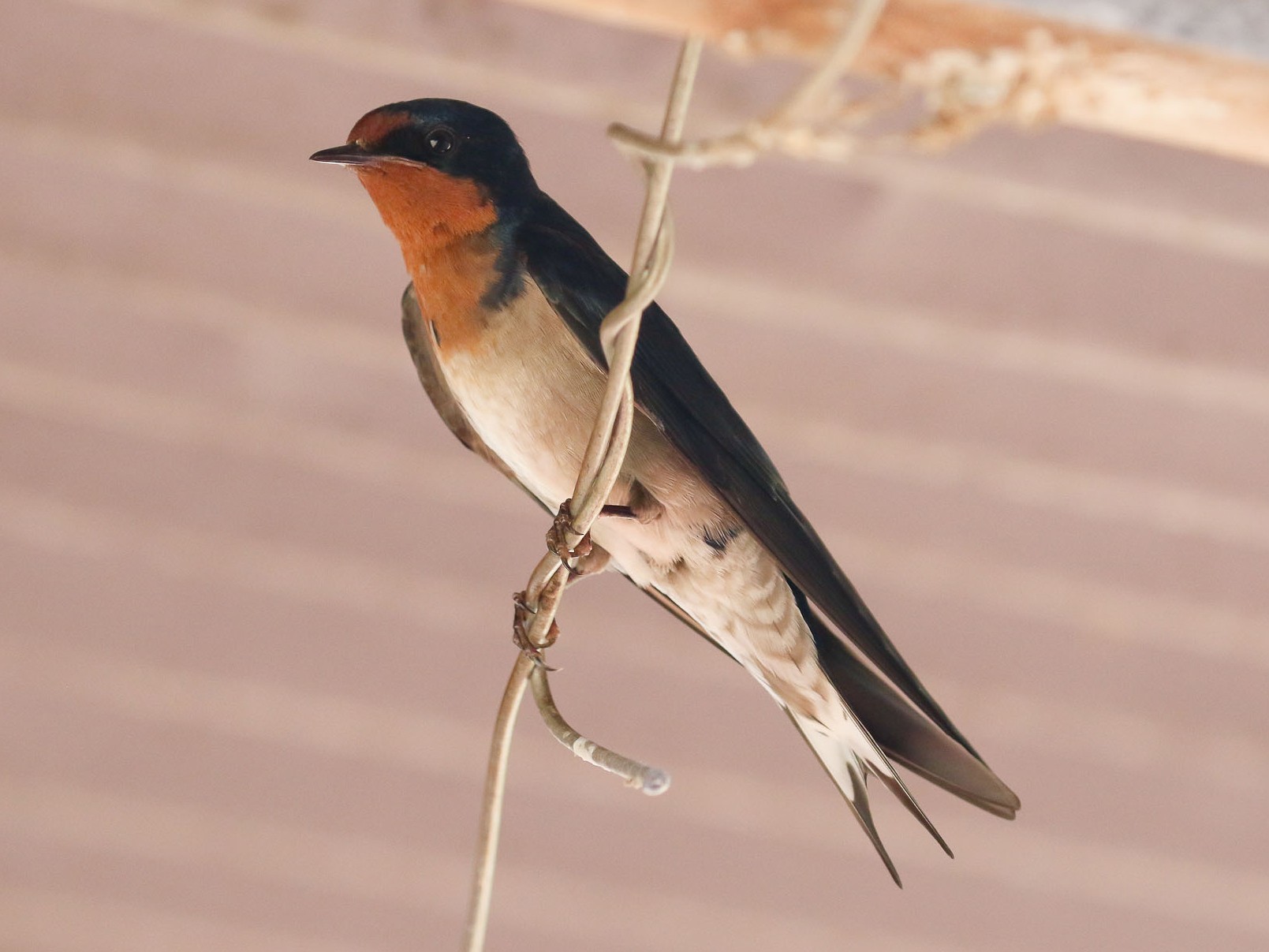 Angola Swallow - eBird