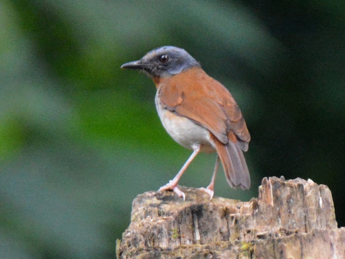 Red-throated Alethe - eBird