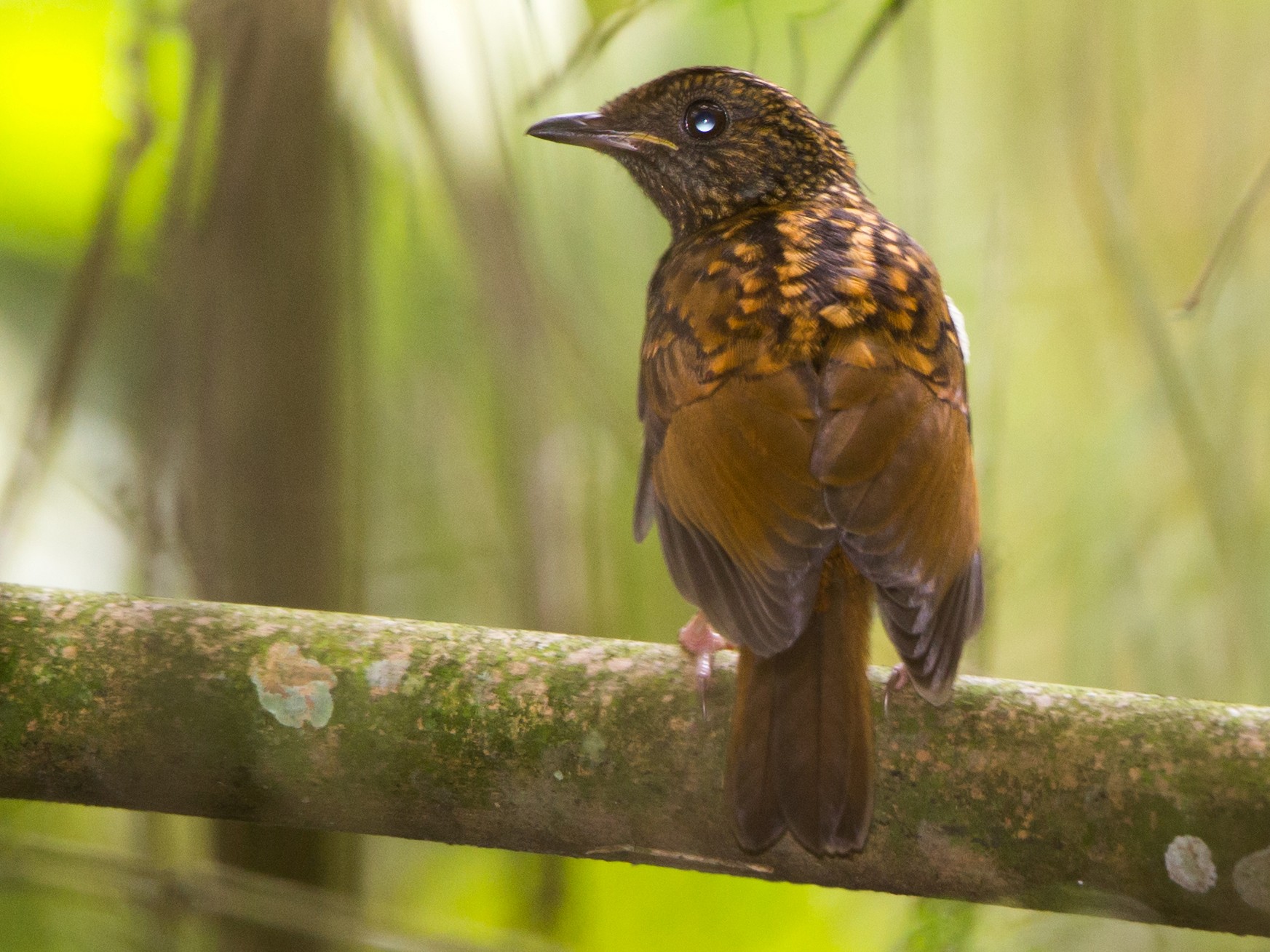 Red-throated Alethe - eBird