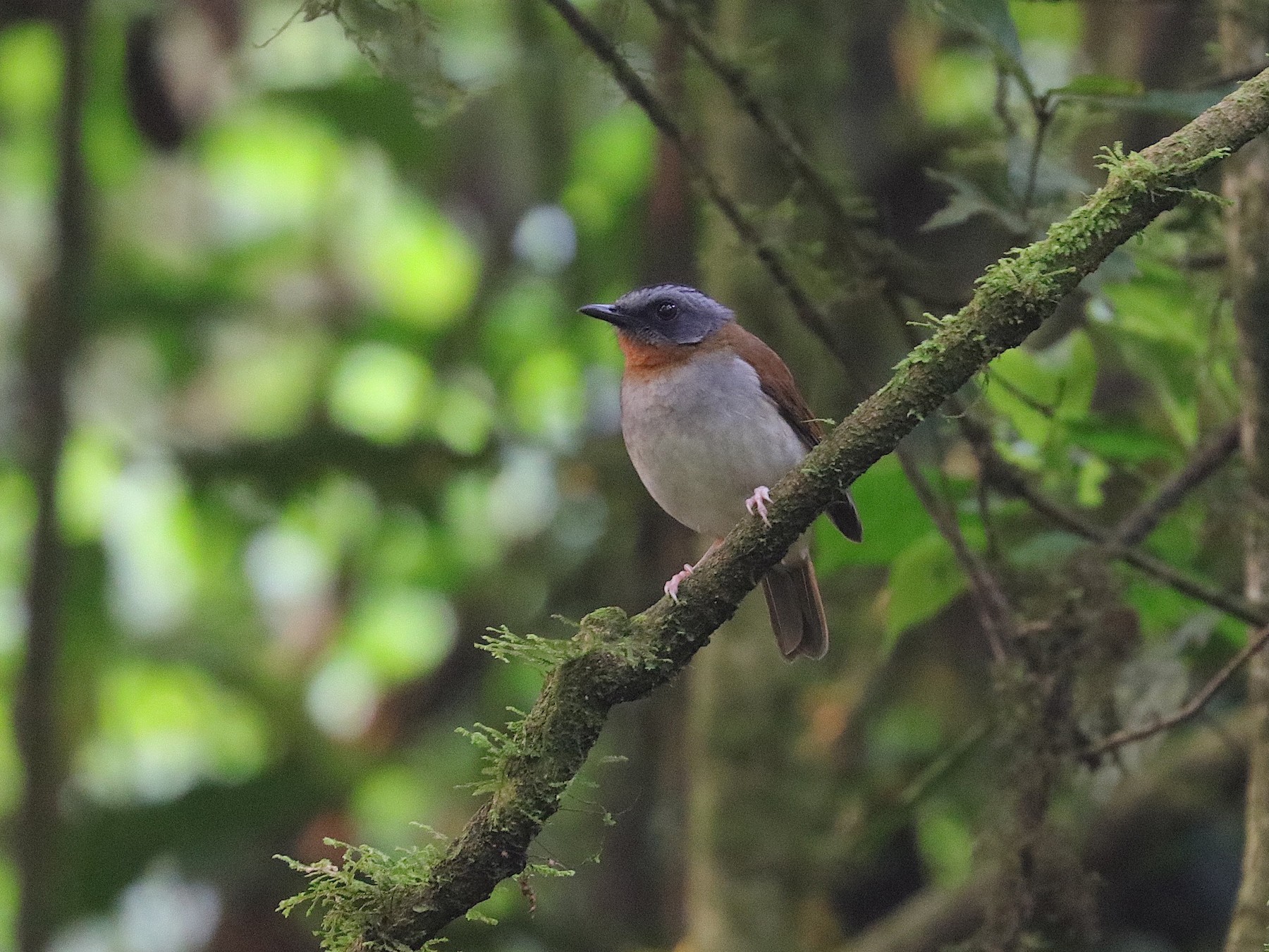 Red-throated Alethe - eBird