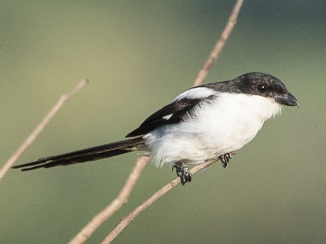 Photos - Northern Fiscal - Lanius humeralis - Birds of the World
