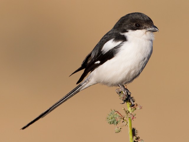 Photos - Northern Fiscal - Lanius humeralis - Birds of the World