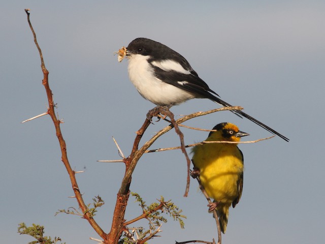 Photos - Northern Fiscal - Lanius humeralis - Birds of the World