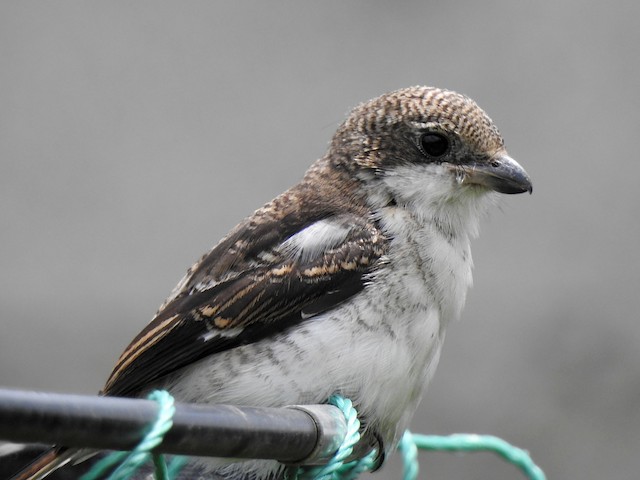 Photos - Northern Fiscal - Lanius humeralis - Birds of the World
