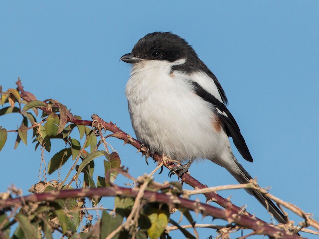 Photos - Northern Fiscal - Lanius humeralis - Birds of the World
