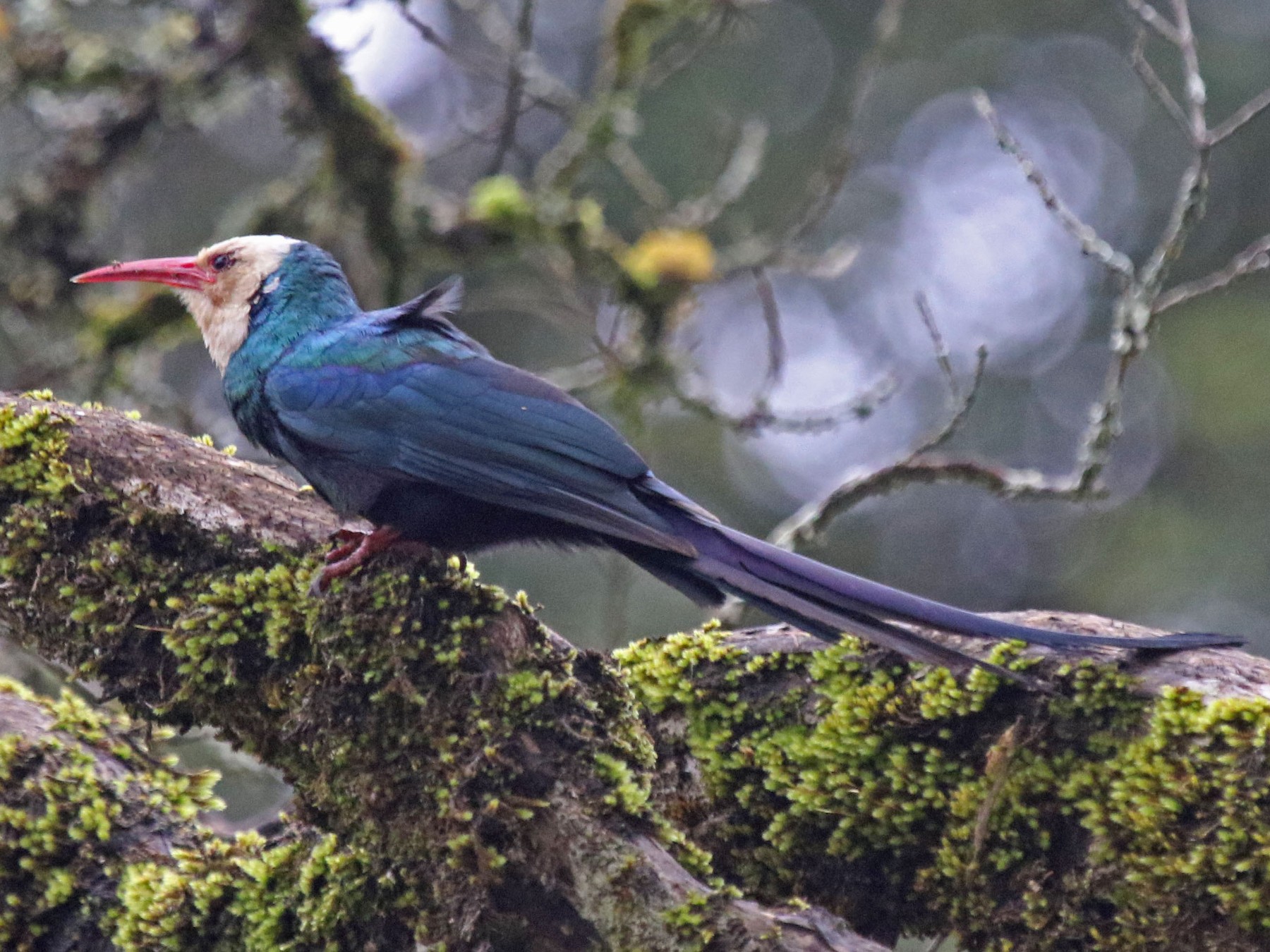 White-headed Woodhoopoe - eBird