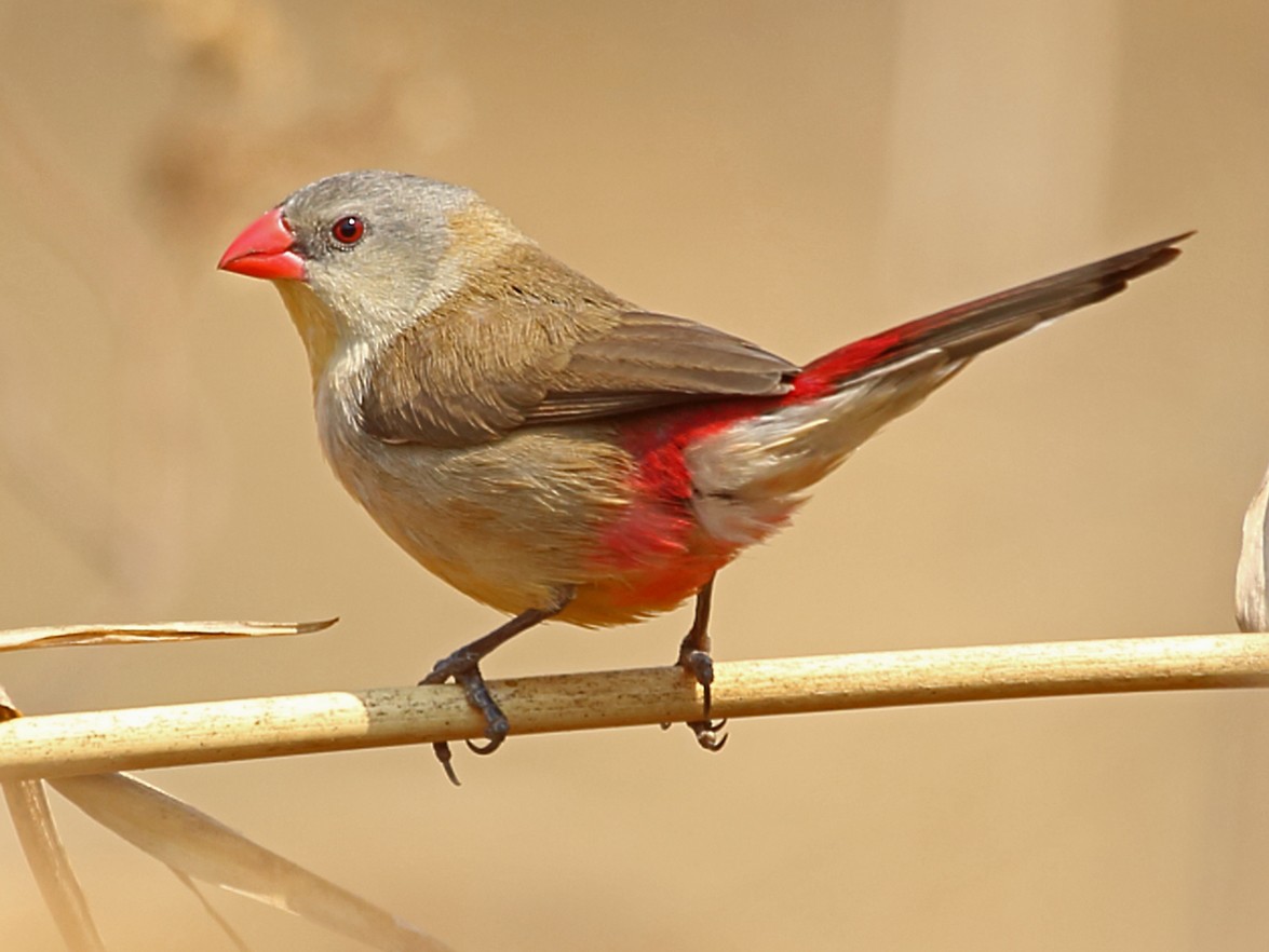 Fawn-breasted Waxbill - eBird