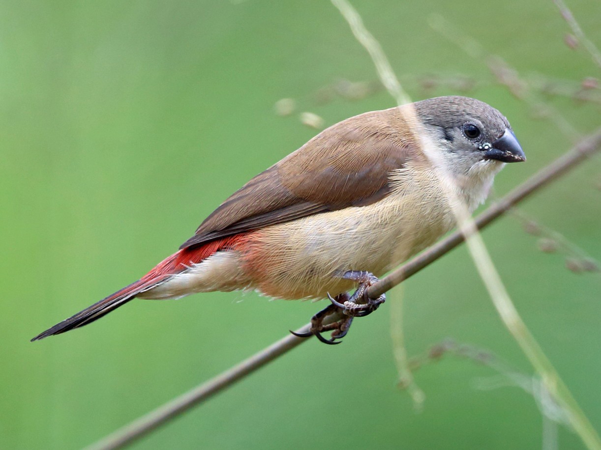 Fawn-breasted Waxbill - eBird