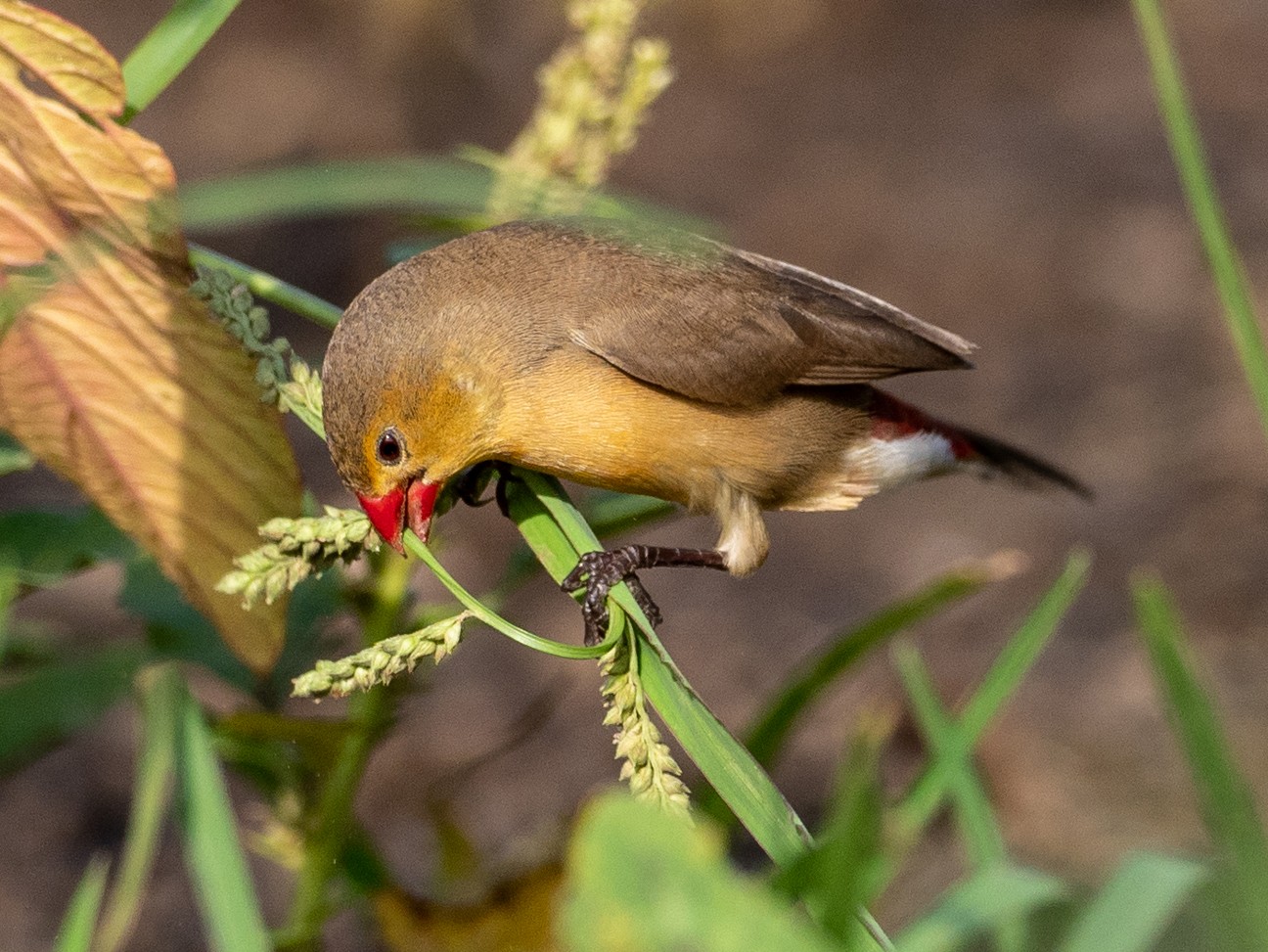 Fawn-breasted Waxbill - eBird