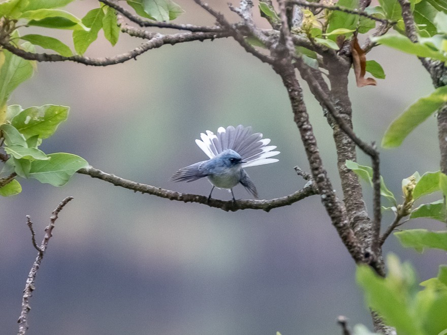 White-tailed Blue Flycatcher - eBird