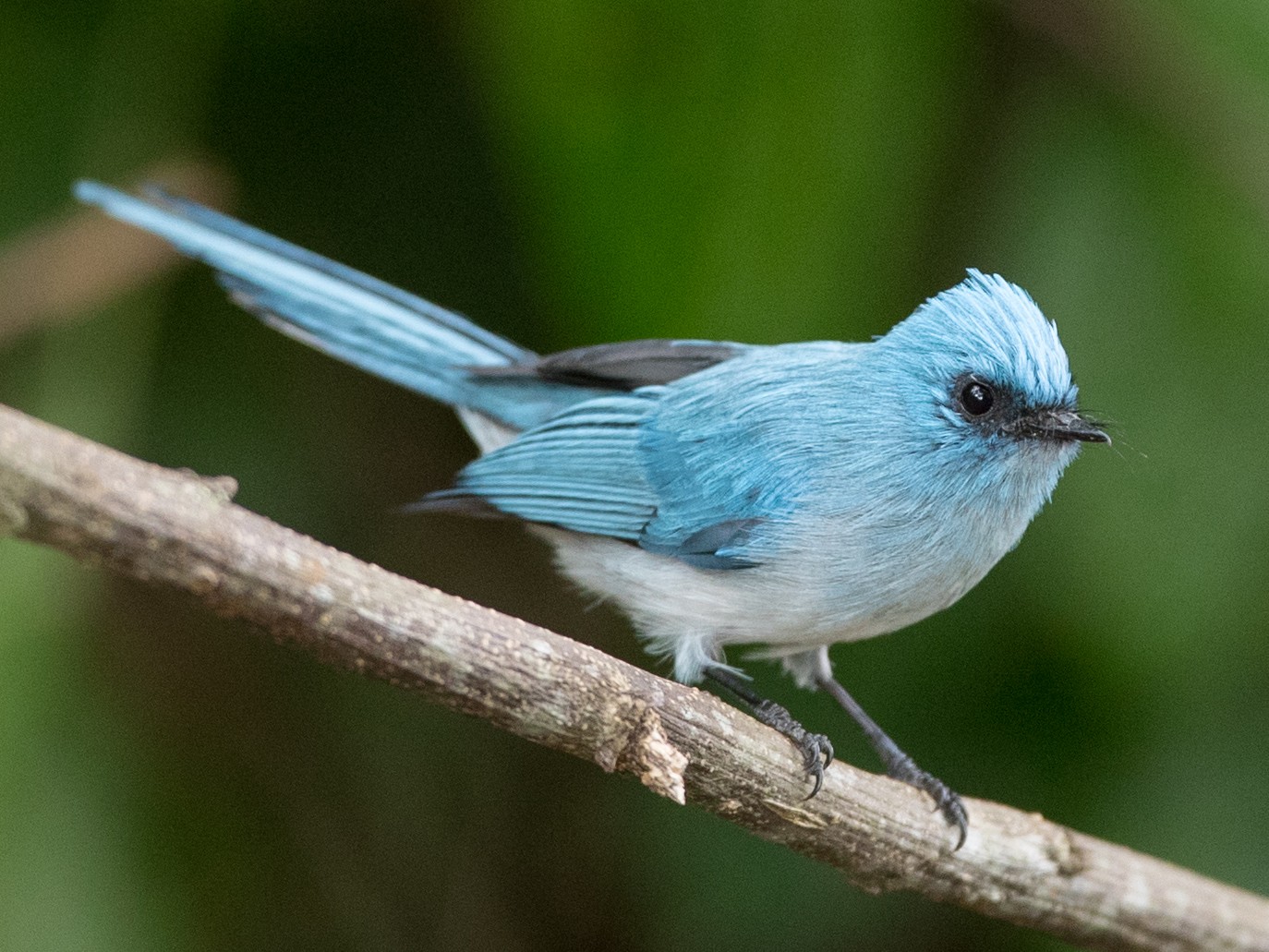 White-tailed Blue Flycatcher - eBird