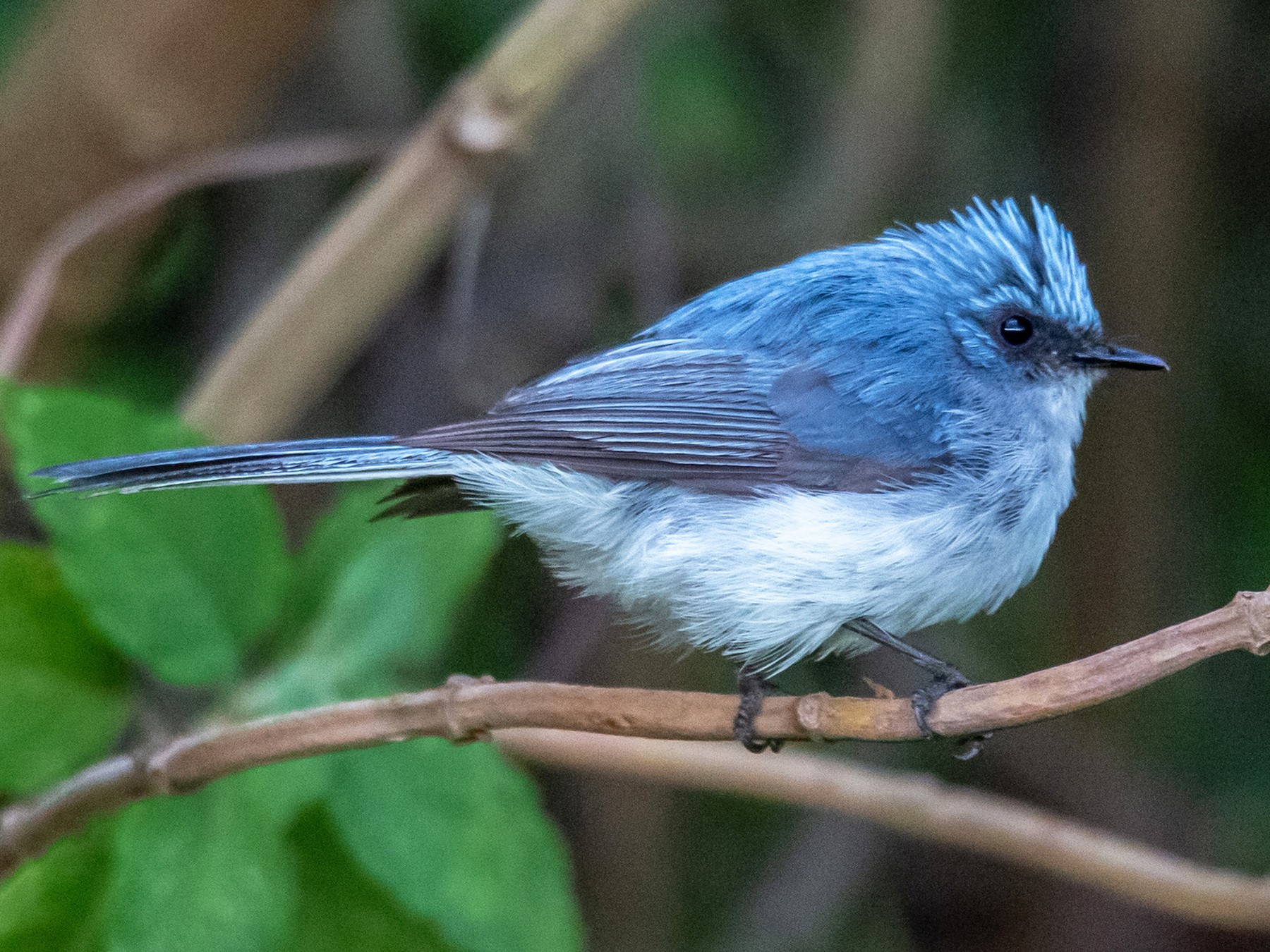 White-tailed Blue Flycatcher - eBird