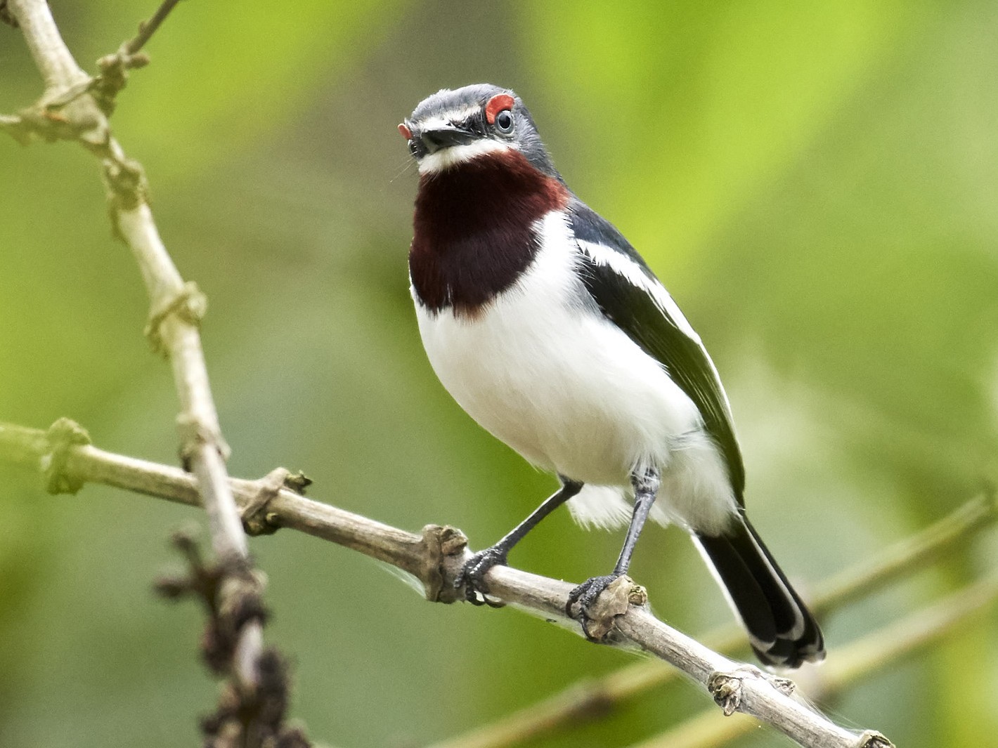 Brown-throated Wattle-eye - eBird