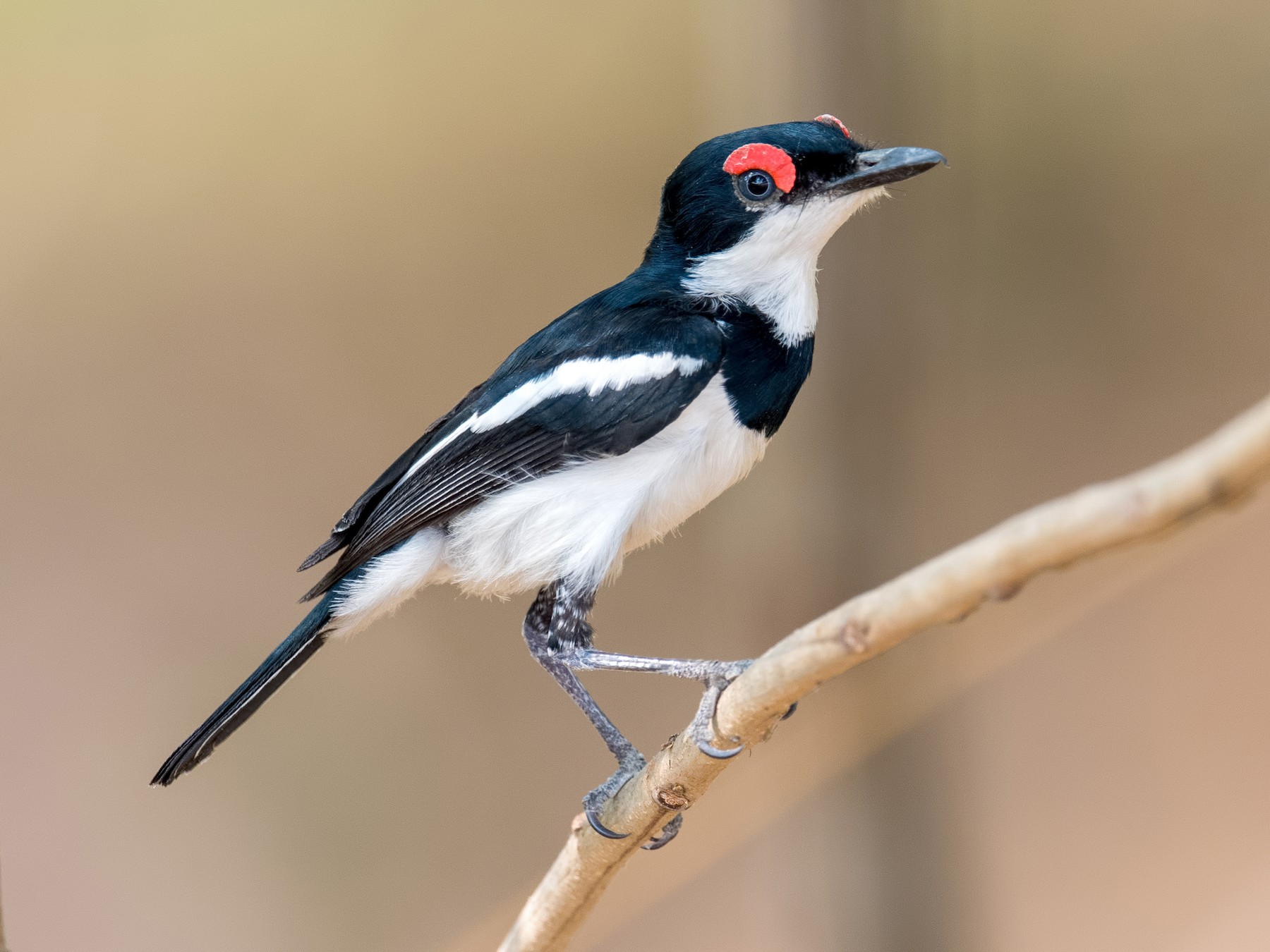 Brown-throated Wattle-eye - eBird