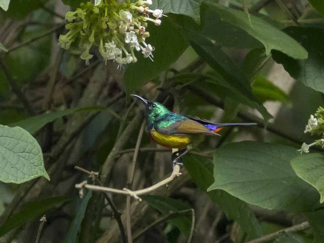 Regal Sunbird - eBird