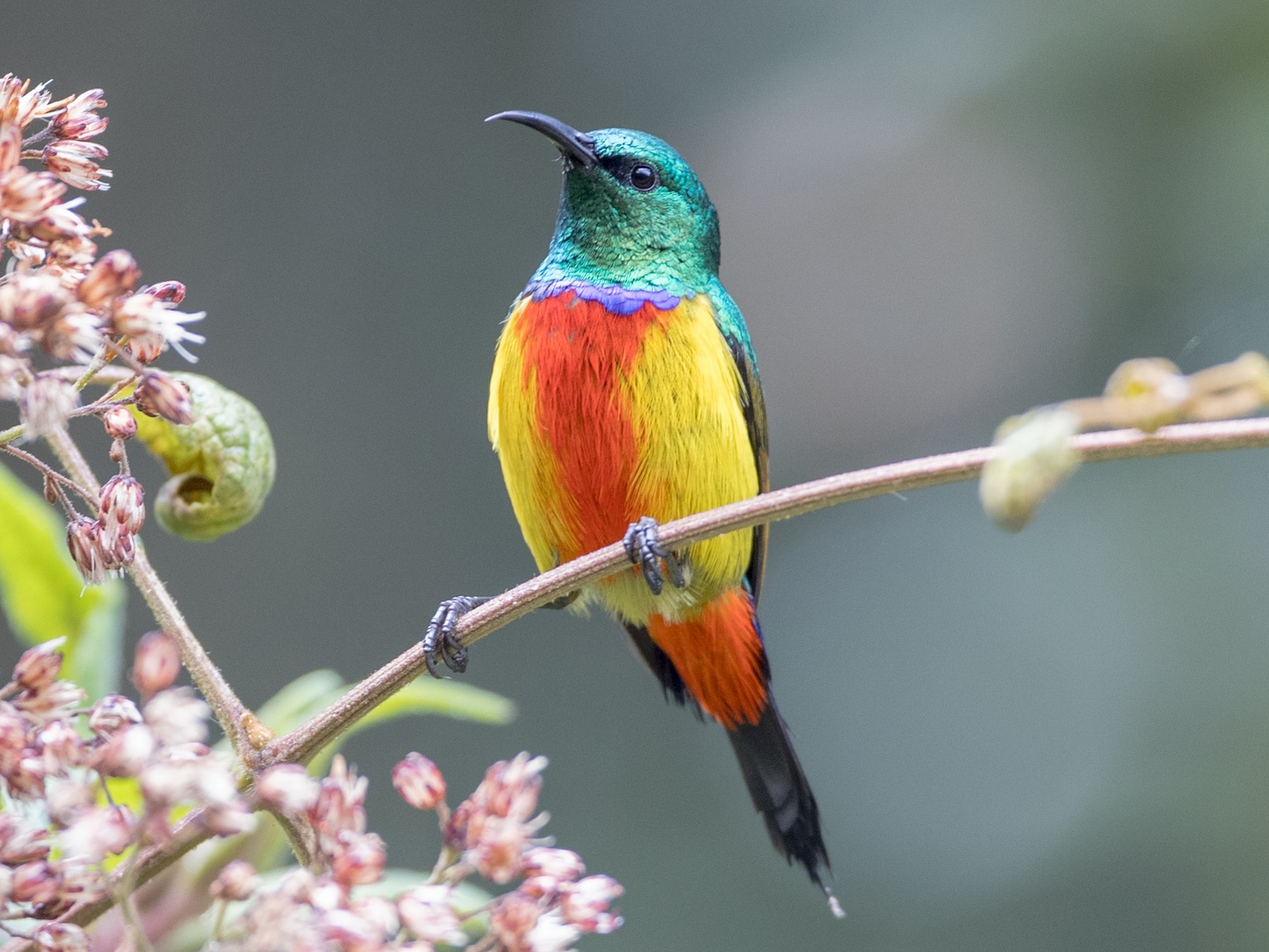 Regal Sunbird - eBird