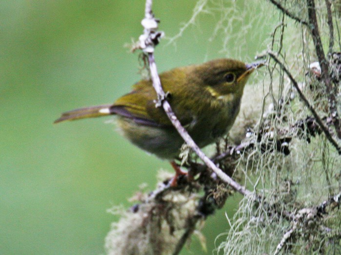 Black-faced Apalis - eBird