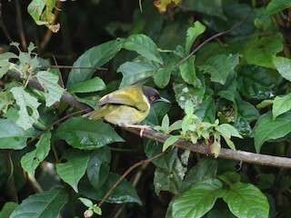 Apalis Carinegro - eBird