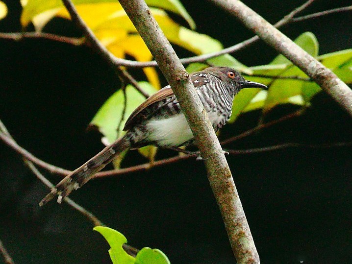 Banded Prinia - eBird