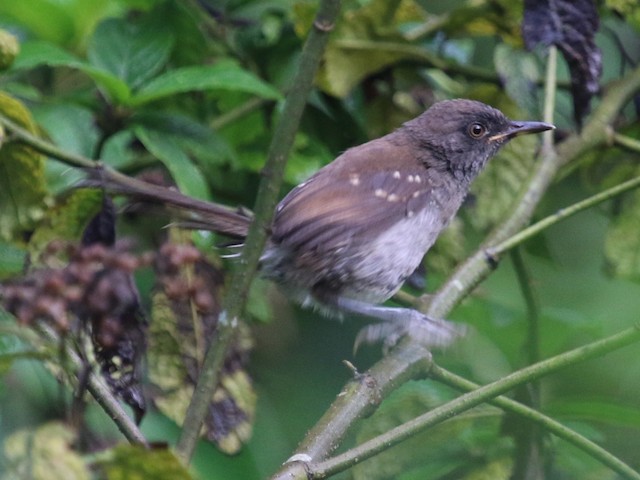 Photos - Banded Prinia - Prinia bairdii - Birds of the World