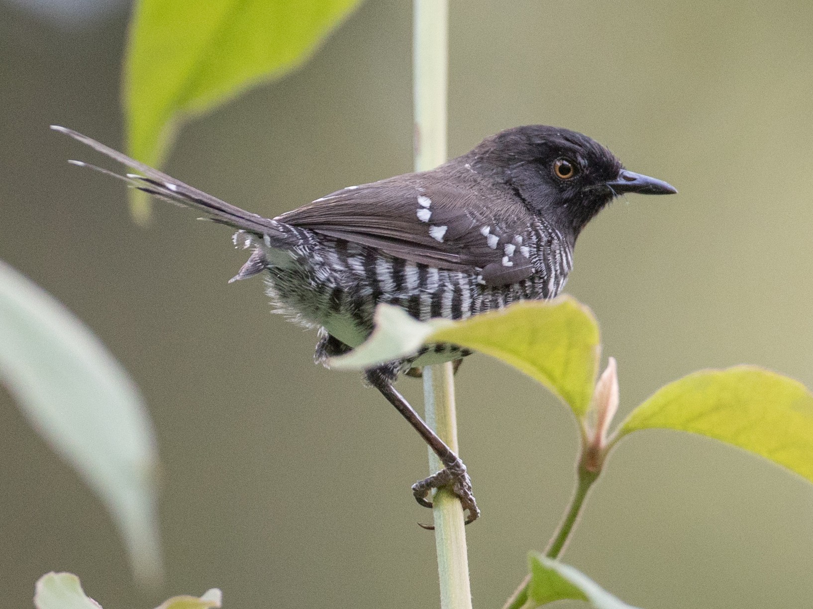 Banded Prinia - eBird