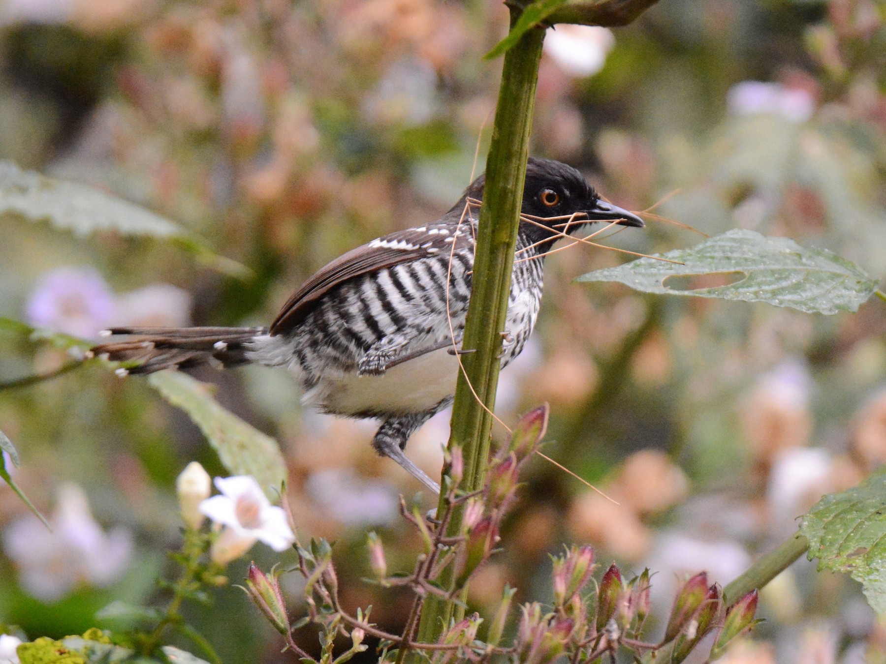 Banded Prinia - eBird