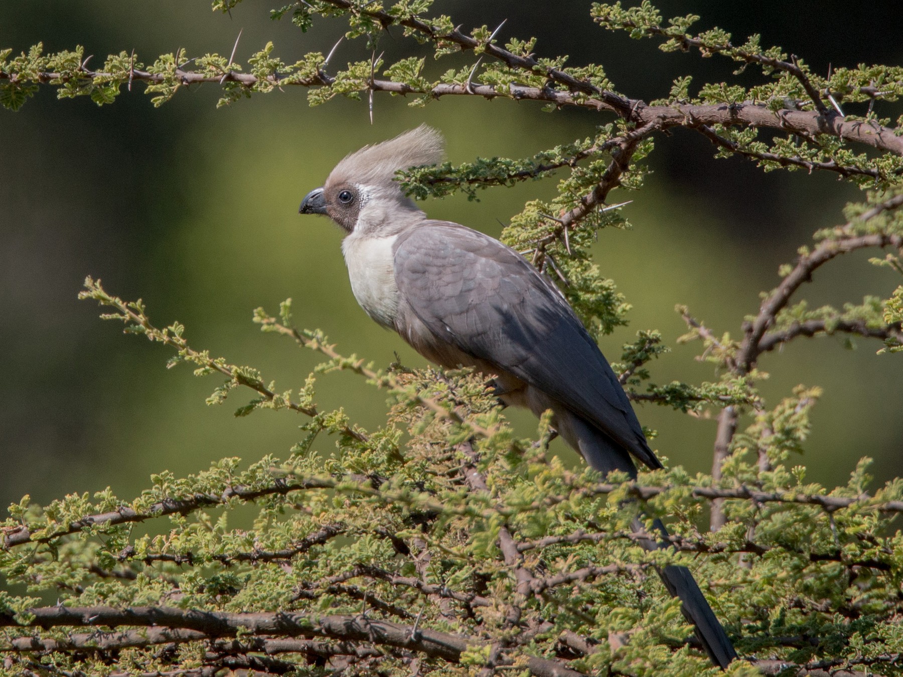 Bare-faced Go-away-bird - eBird