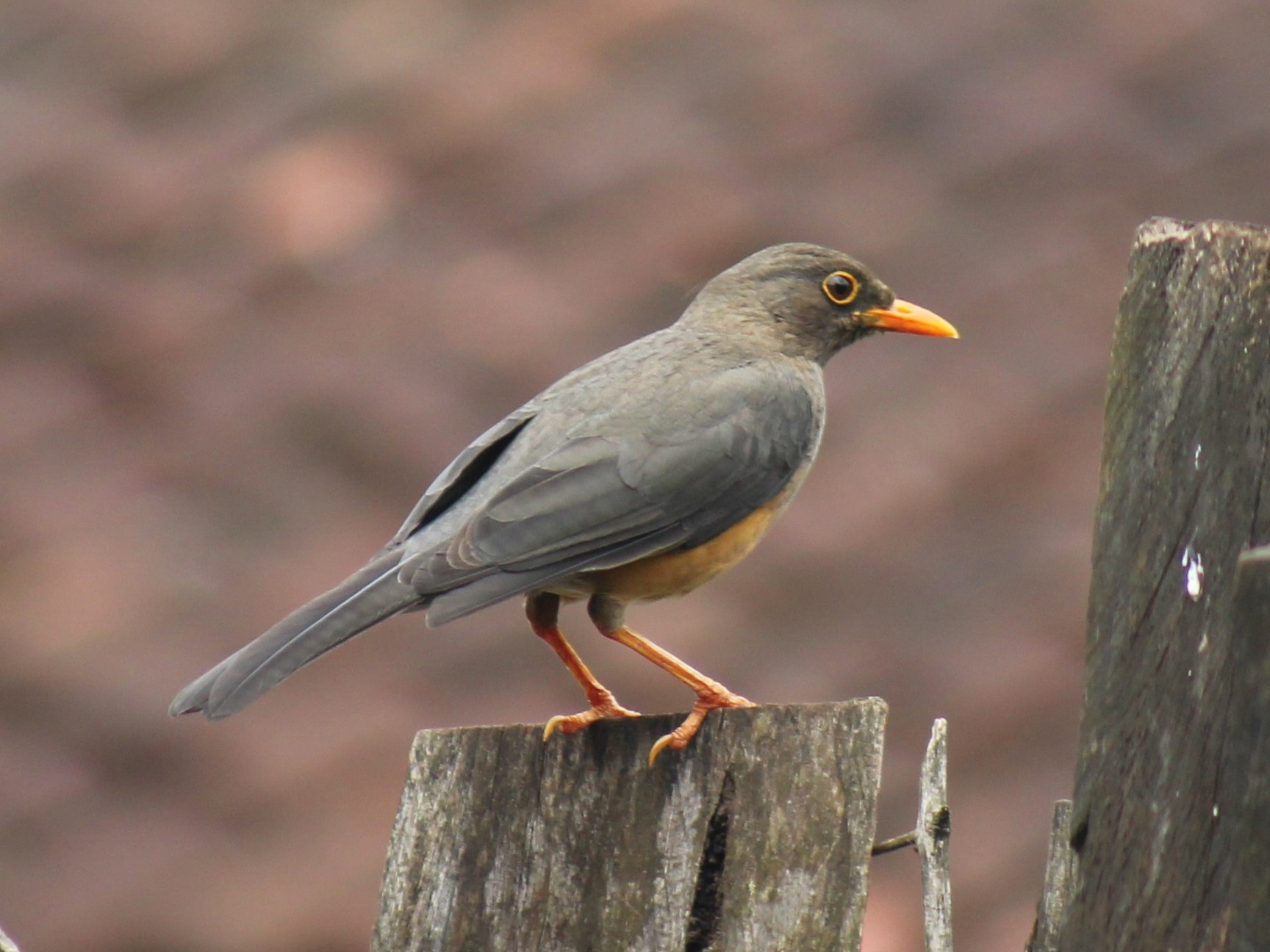 Abyssinian Thrush - eBird